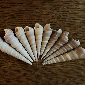 10 Turret Shells - Etsy
