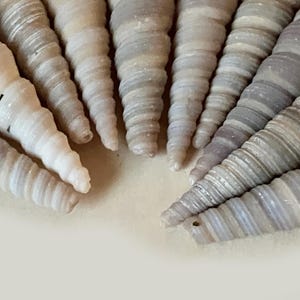 10 Turret Shells - Etsy