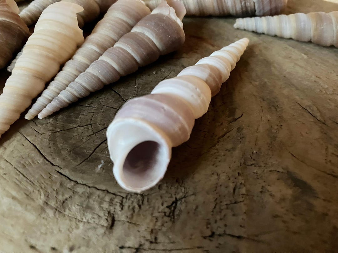 10 Turret Shells - Etsy