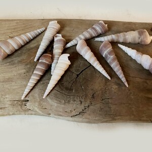 10 Turret Shells - Etsy