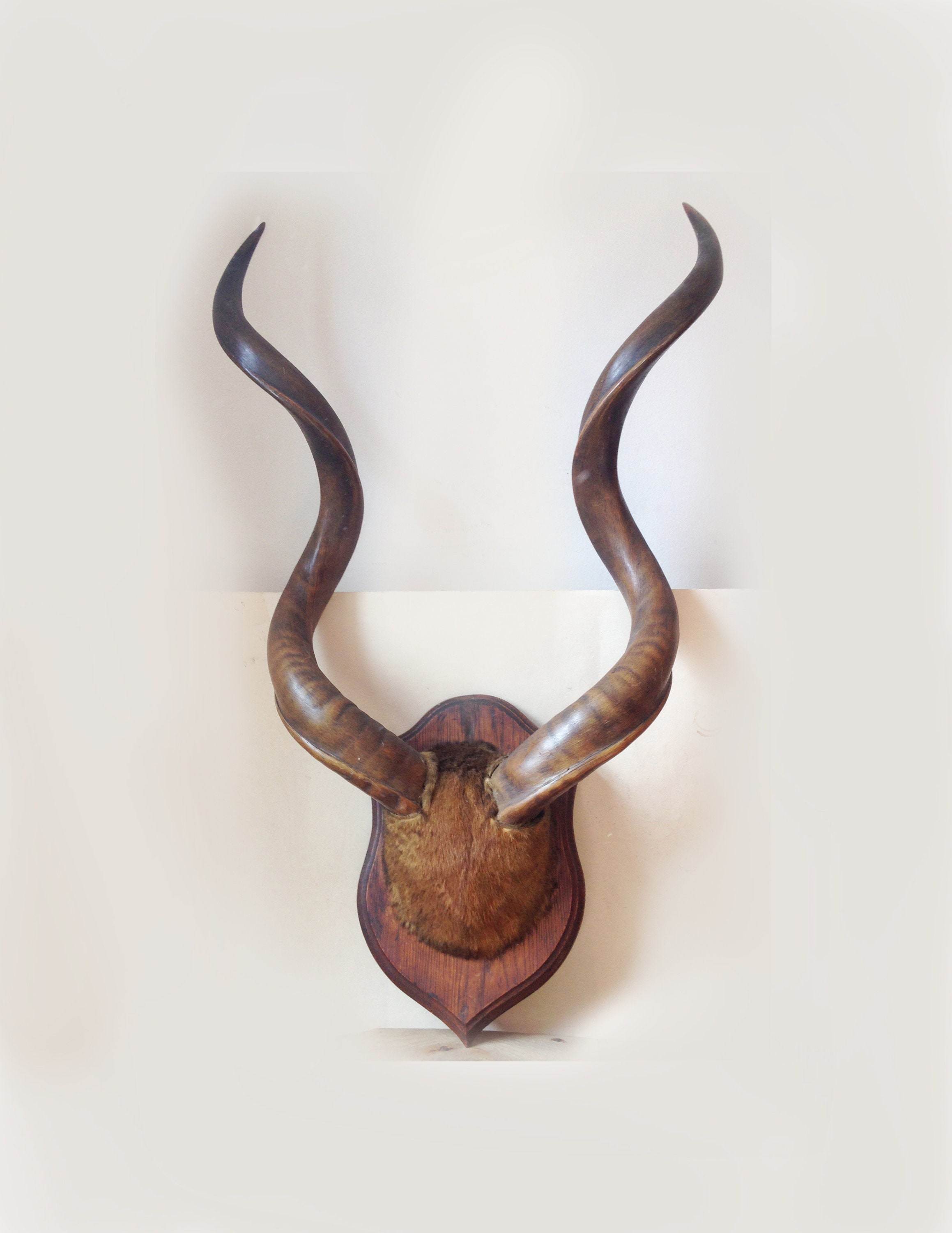 Mounted Kudu Horns