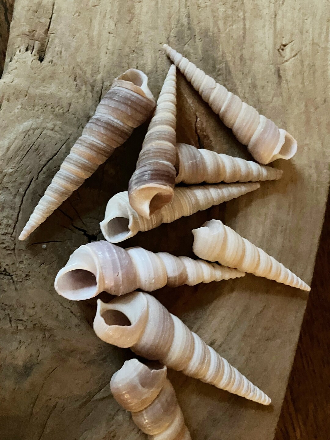 10 Turret Shells - Etsy