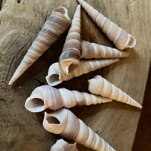 10 Turret Shells - Etsy