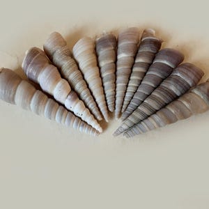 10 Turret Shells - Etsy