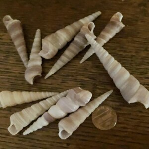 10 Turret Shells - Etsy