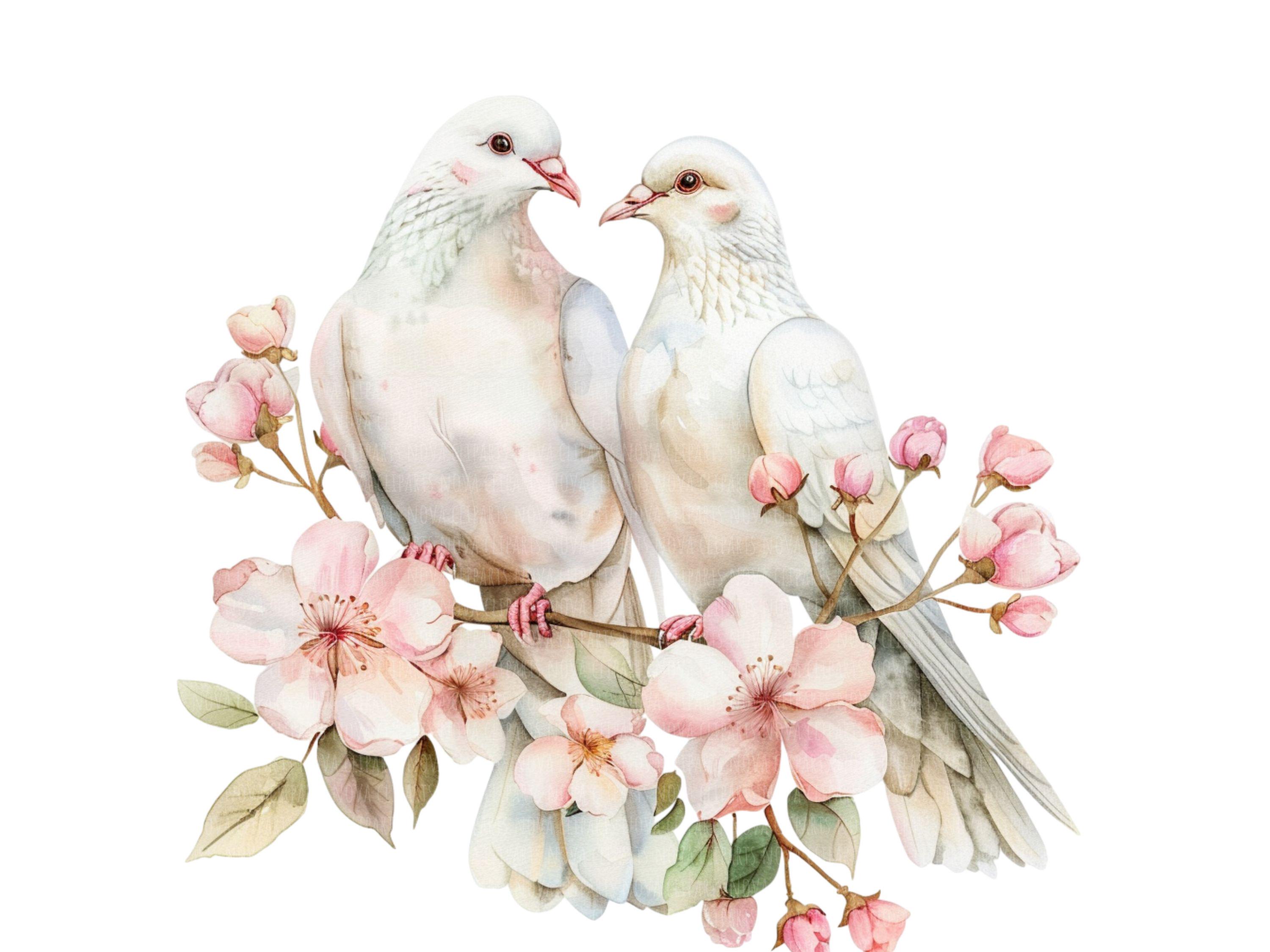 20 PNG Watercolor Wedding Doves, Romantic Bird PNG, 20 Romantic White ...