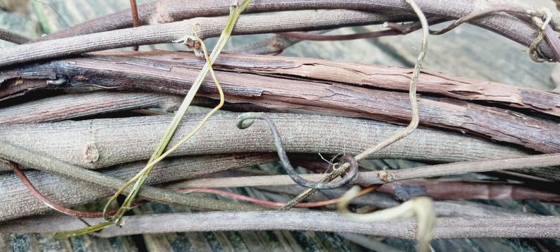 75 Ft Natural Florida Muscadine Grapevine: DIY Wreath Making, Wedding ...