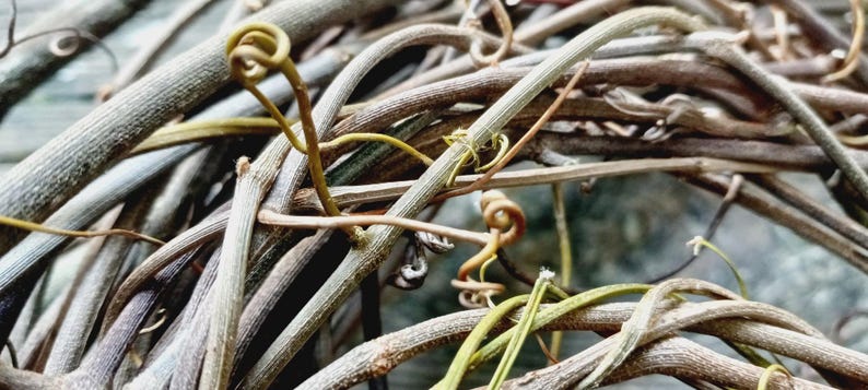 500 Feet of Natural Wild Florida Muscadine Grapevine Grape Vine for DIY ...