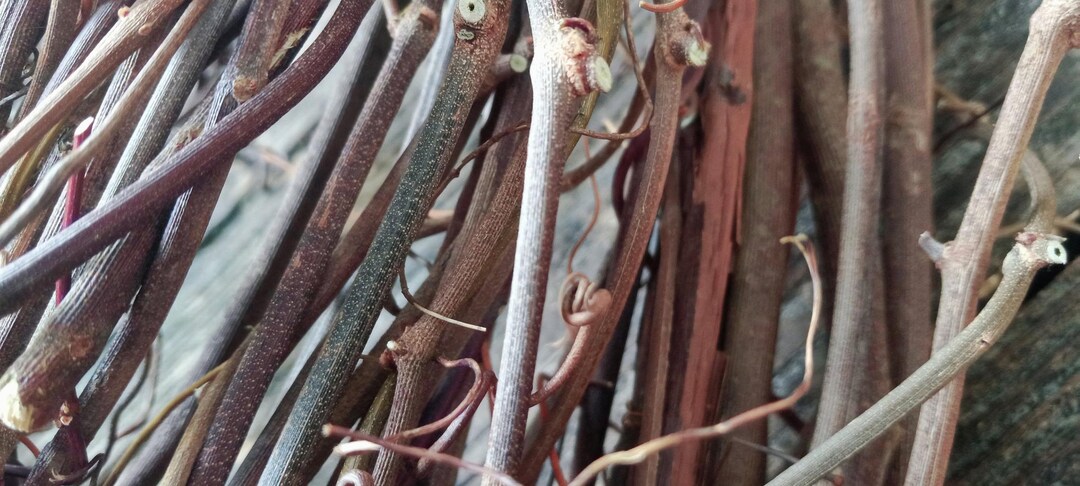 Fresh Cut Florida Muscadine Grapevine: 30 Ft Natural DIY Craft Vine - Etsy