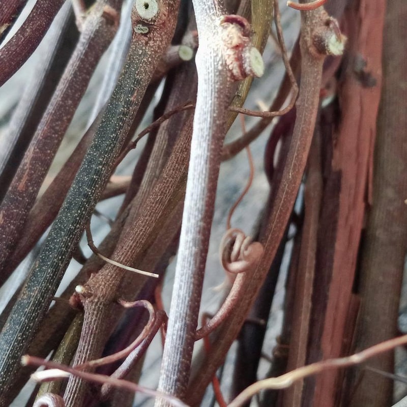 Dried Grapes on the Vine - Etsy