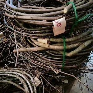 100 Ft Natural Muscadine Grapevine: DIY Wreath Making, Wedding Decor - Etsy