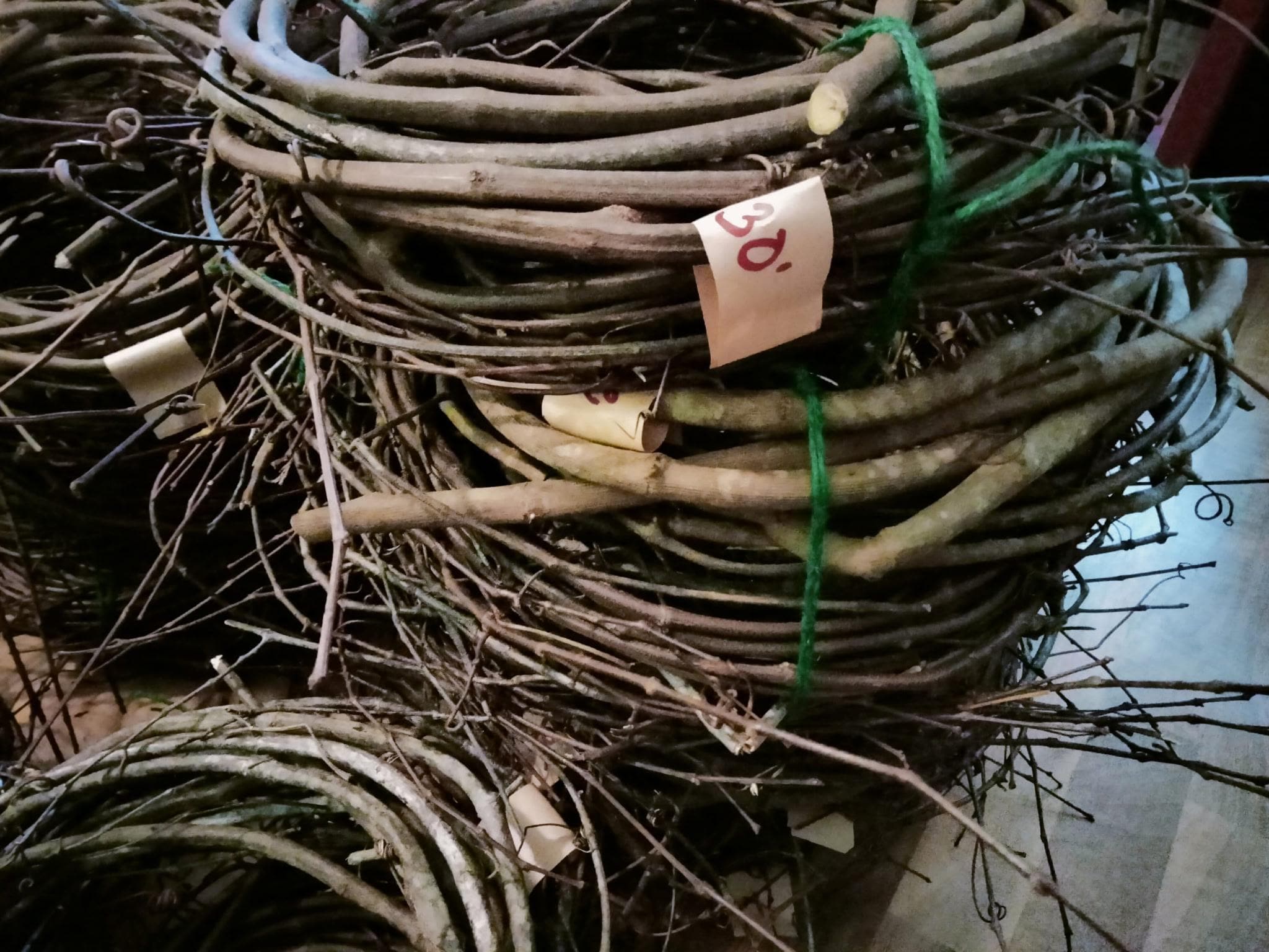500 Feet of Natural Wild Florida Muscadine Grapevine Grape Vine for DIY ...