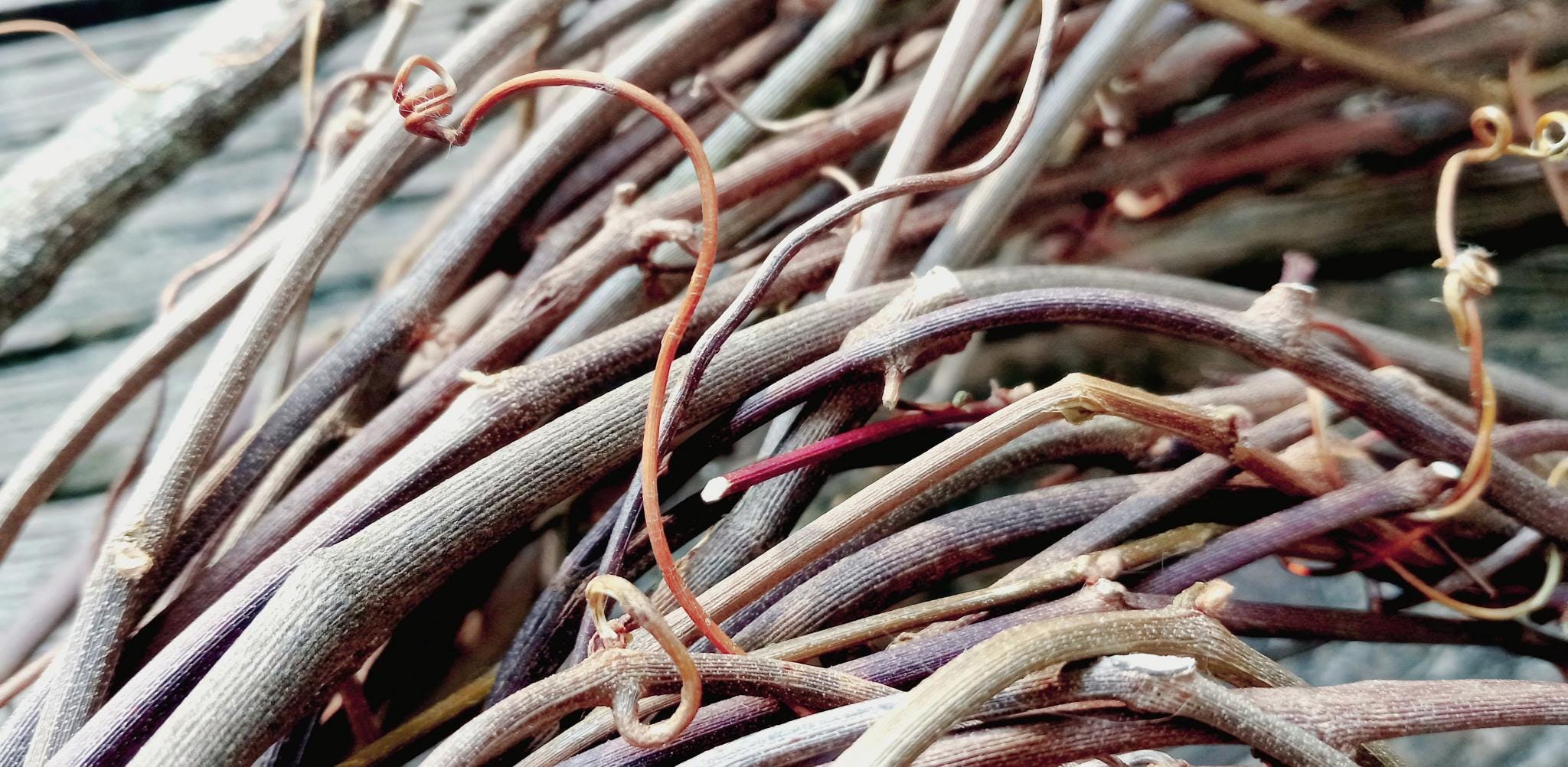 500 Feet of Natural Wild Florida Muscadine Grapevine Grape Vine for DIY ...