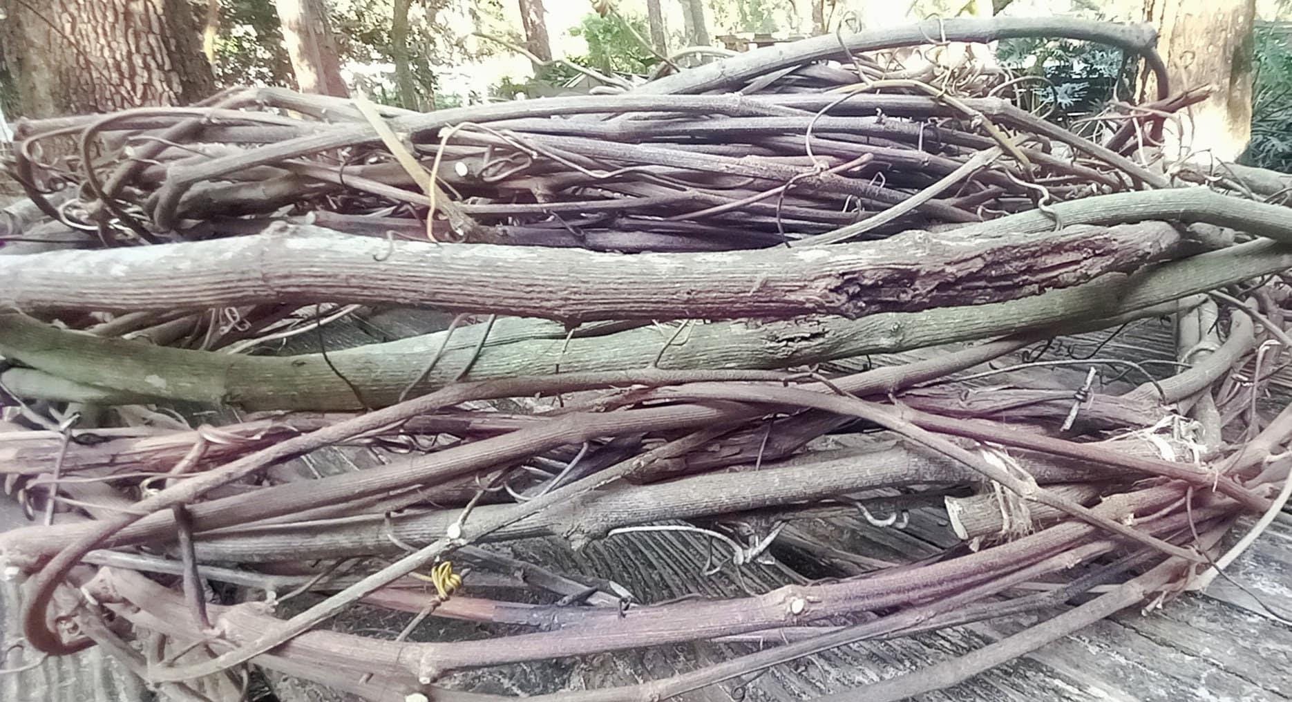 500 Feet of Natural Wild Florida Muscadine Grapevine Grape Vine for DIY ...