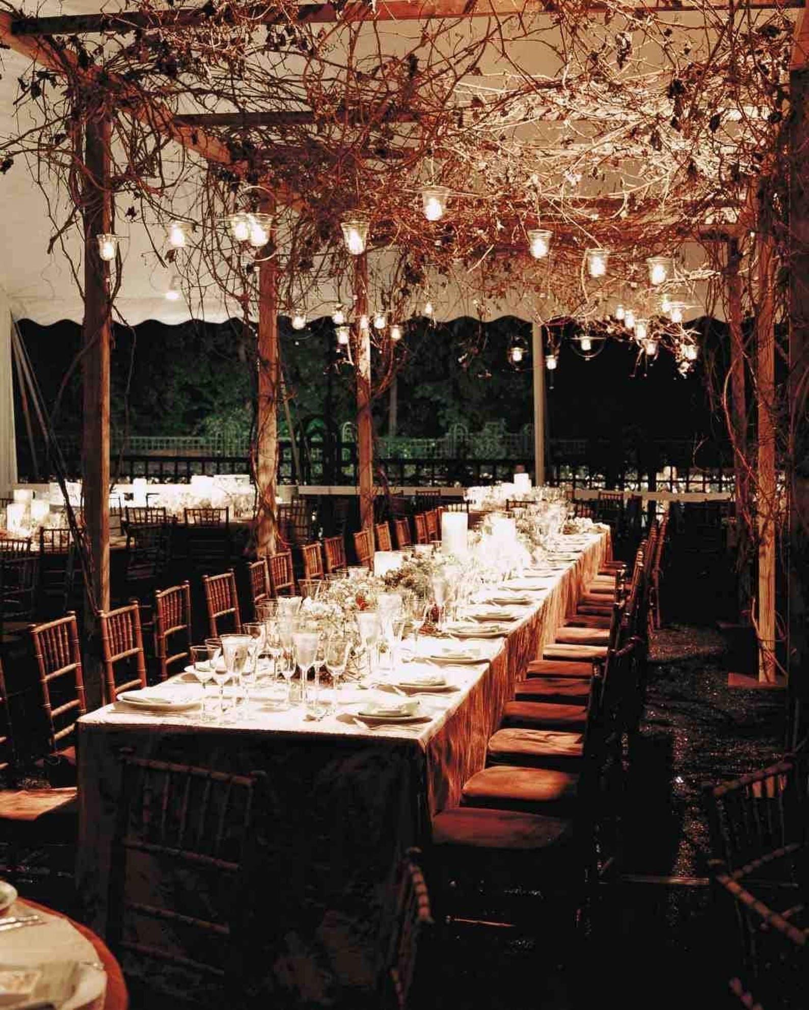 500 Feet of Natural Wild Florida Muscadine Grapevine Grape Vine for DIY ...