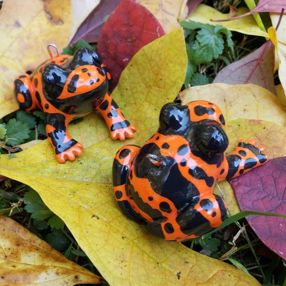 Orange And Black Poison Dart Frog