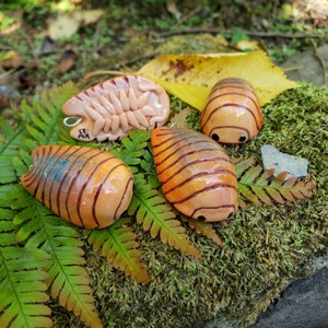 Powder Orange Isopod P. Pruinosus Isopod Ornament - Etsy