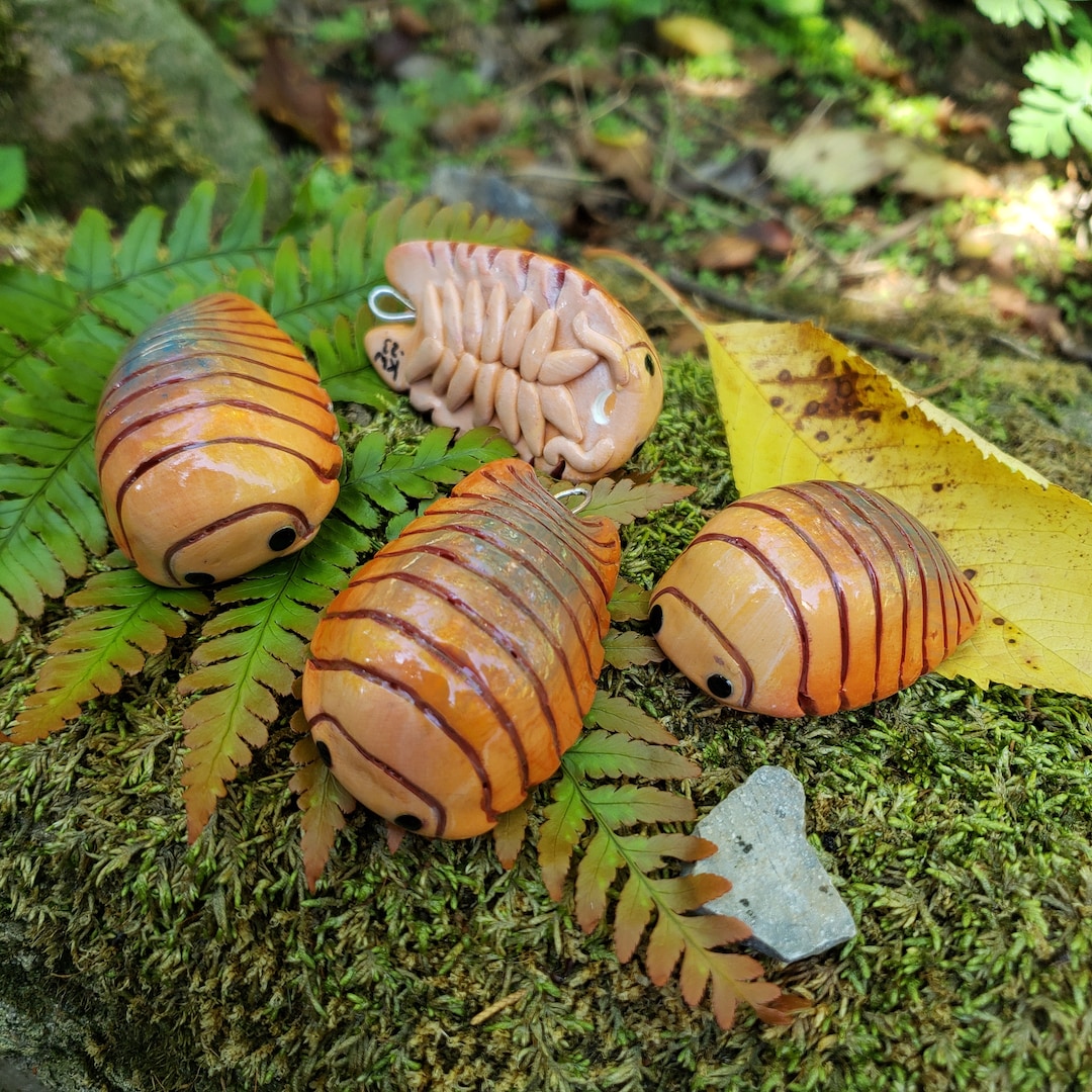 Powder Orange Isopod P. Pruinosus Isopod Ornament - Etsy