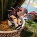 Okapi Christmas Ornament - Etsy