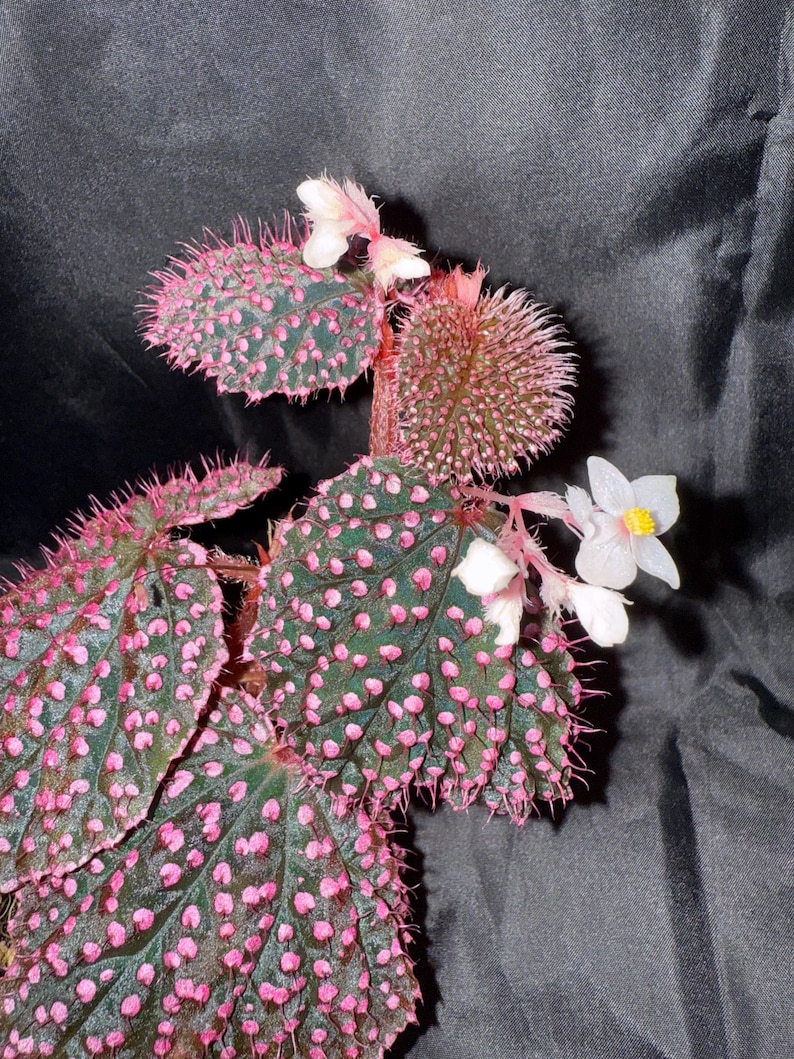 Begonia Baik Pink Urchin X Begonia Ocellata Hybrid Terrarium Plant - Etsy
