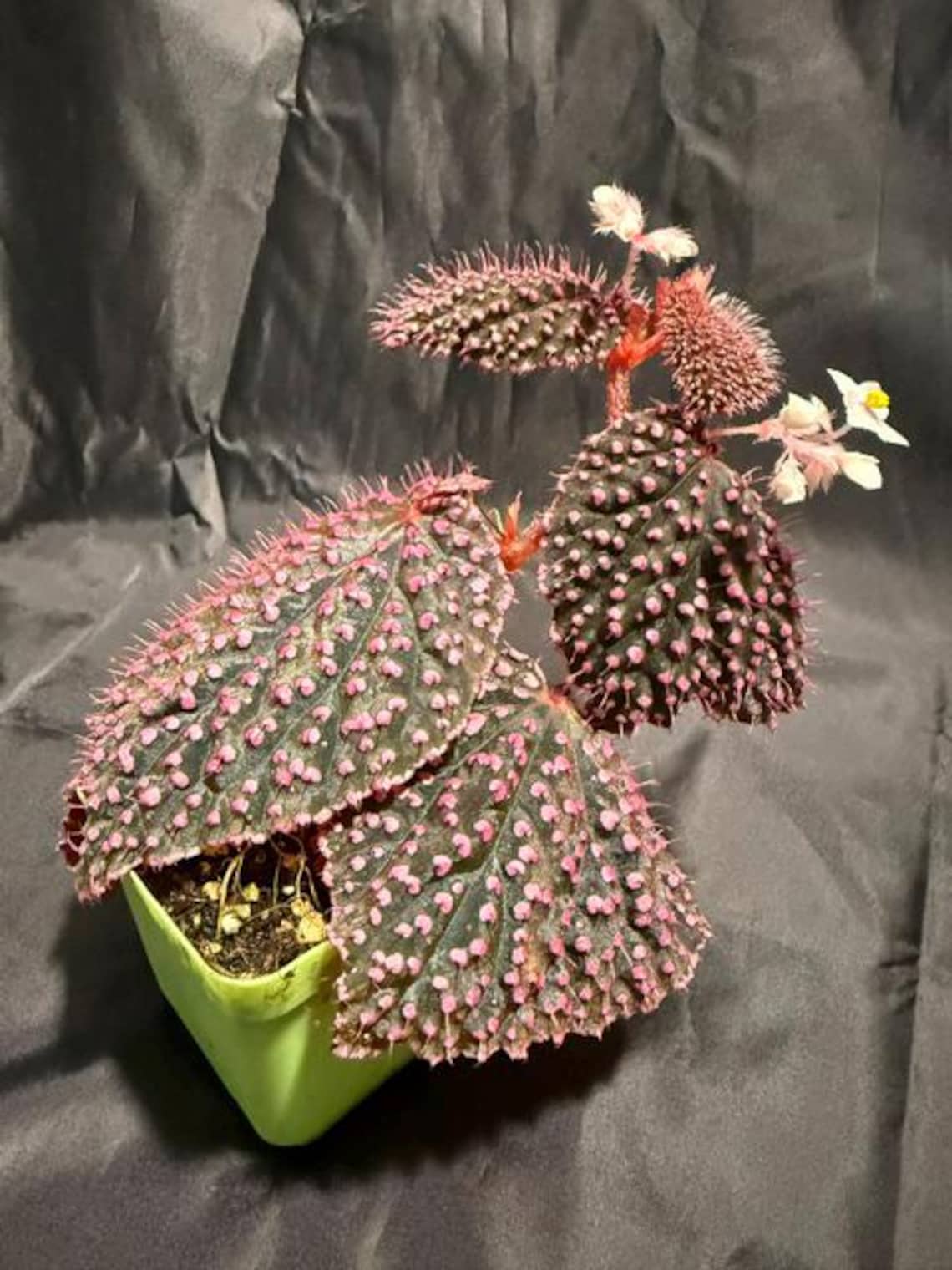 Begonia Baik Pink Urchin X Begonia Ocellata Hybrid Terrarium Plant - Etsy