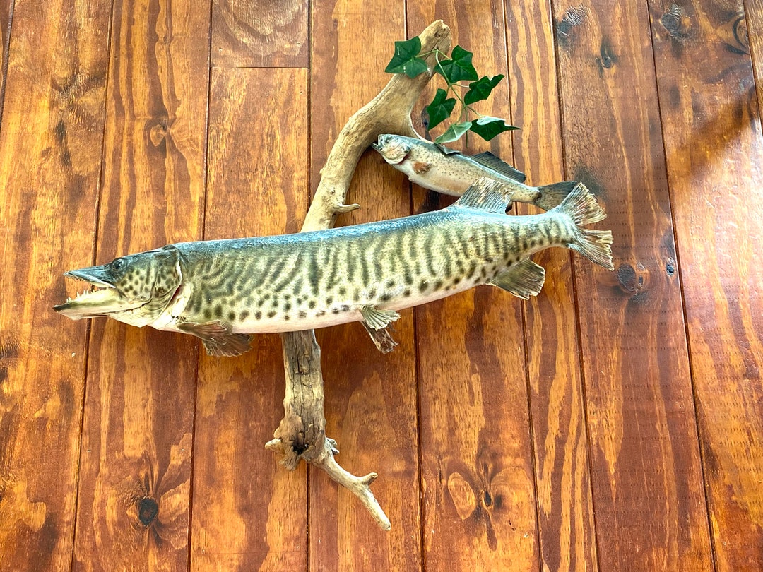 Antique Taxidermy PIKE FISH MOUNT on Driftwood Authentic Vintage Real ...