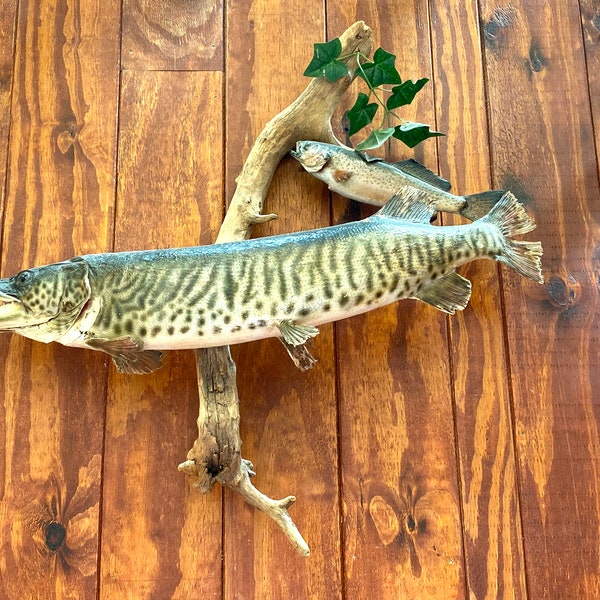 Antique Taxidermy Fish - Etsy