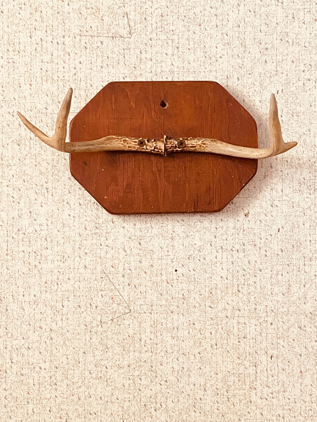 Cool Vintage Small DEER ANTLER MOUNT Taxidermy Catskills Hunting Cabin ...