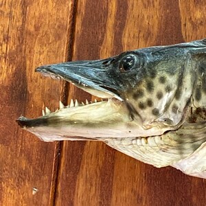 Antique Taxidermy PIKE FISH MOUNT on Driftwood Authentic Vintage Real ...