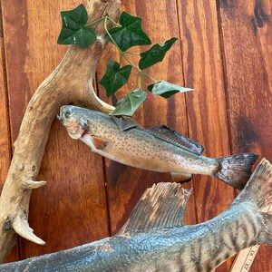 Antique Taxidermy PIKE FISH MOUNT on Driftwood Authentic Vintage Real ...
