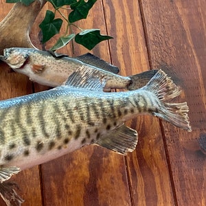 Antique Taxidermy PIKE FISH MOUNT on Driftwood Authentic Vintage Real ...