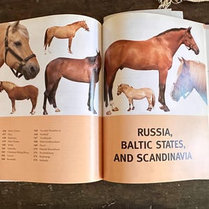 Vintage Book HORSE BREEDS Hard Cover Great HORSE Encyclopedia Guide W ...