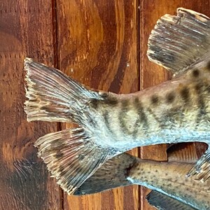 Antique Taxidermy PIKE FISH MOUNT on Driftwood Authentic Vintage Real ...