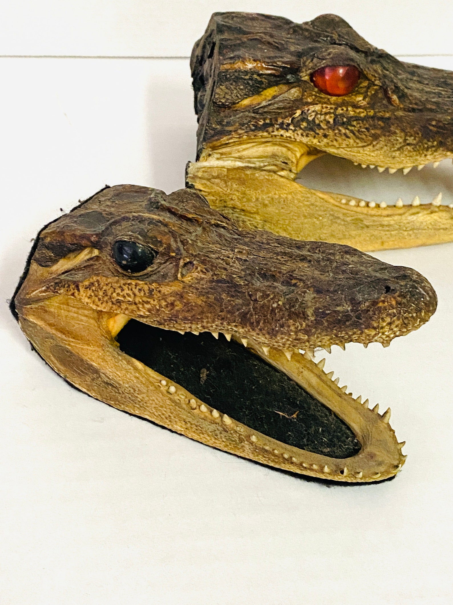 Two FLORIDA ALLIGATOR HEADS VINTAGe Taxidermy | Etsy
