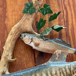 Antique Taxidermy PIKE FISH MOUNT on Driftwood Authentic Vintage Real ...