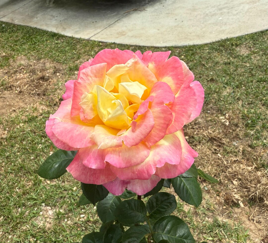 Fragrant Love and Peace Rose Cutting - Etsy