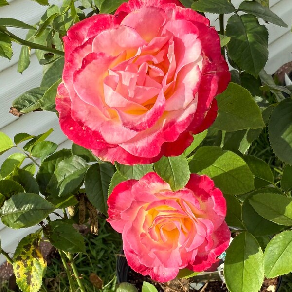 German Rose - Etsy