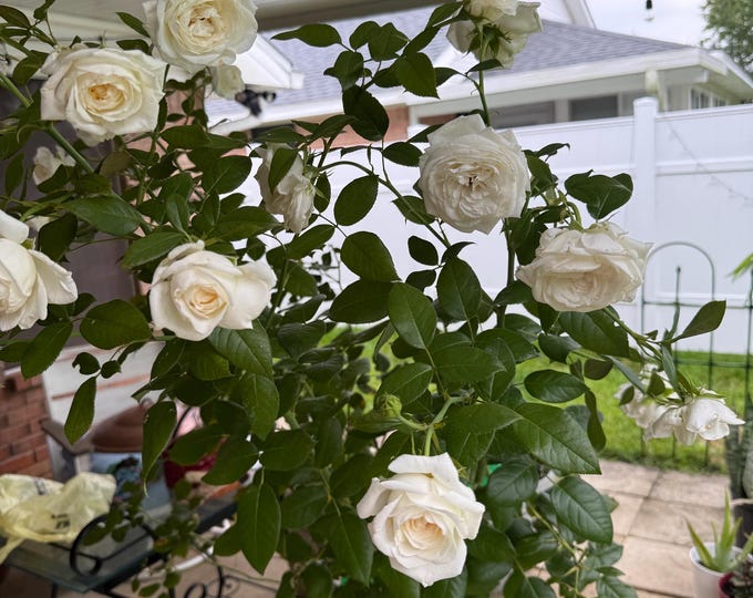 PROM QUEEN Old Garden Antique Own Root Climbing Rose Double White ...