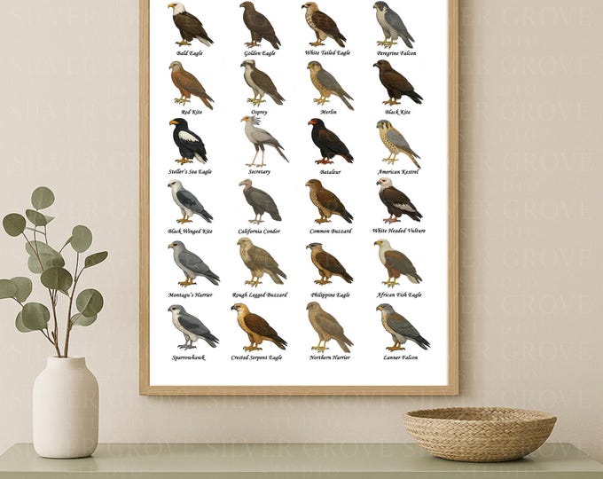 Birds of Prey of the United States Poster/field Guide - SIGNED BY ...