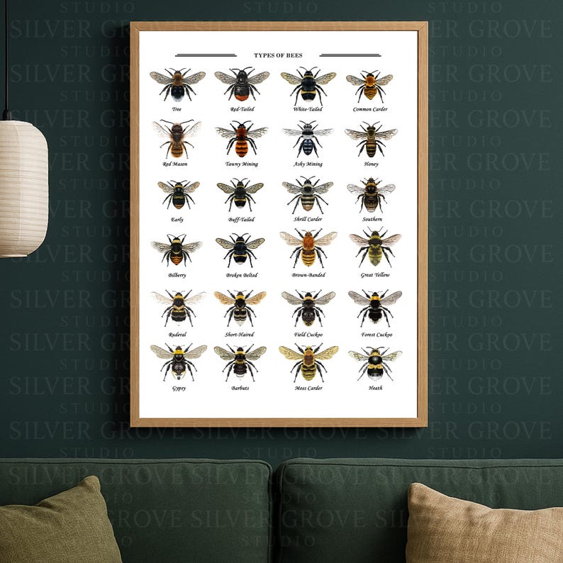 Bee Identification Chart: British & European Bees Poster (digital ...