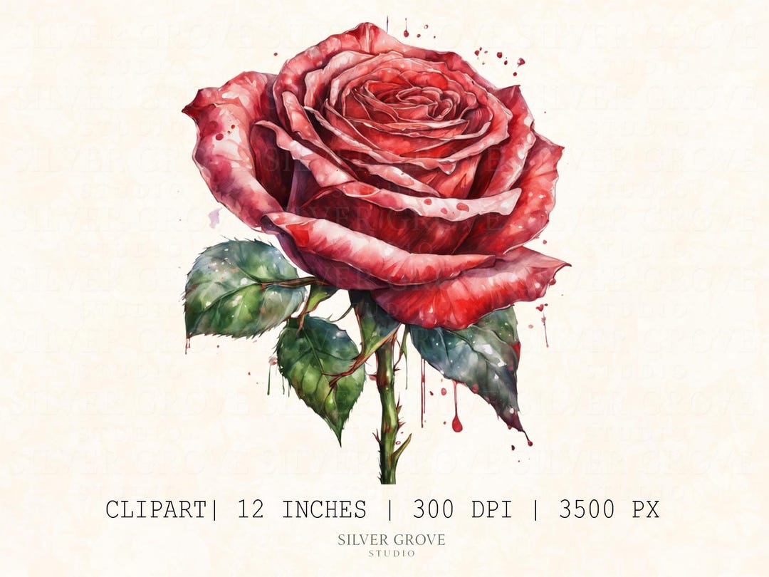 5 Dripping Painted Rose Clipart PNG – Bold Watercolour Flower Art for ...