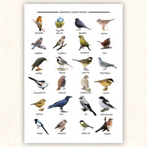 British Garden Birds Poster Set – Printable Bird Identification Chart ...