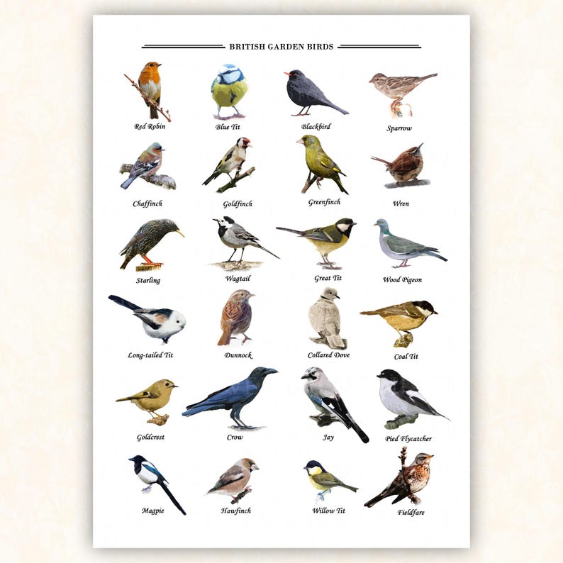 British Garden Birds Poster Set – Printable Bird Identification Chart ...
