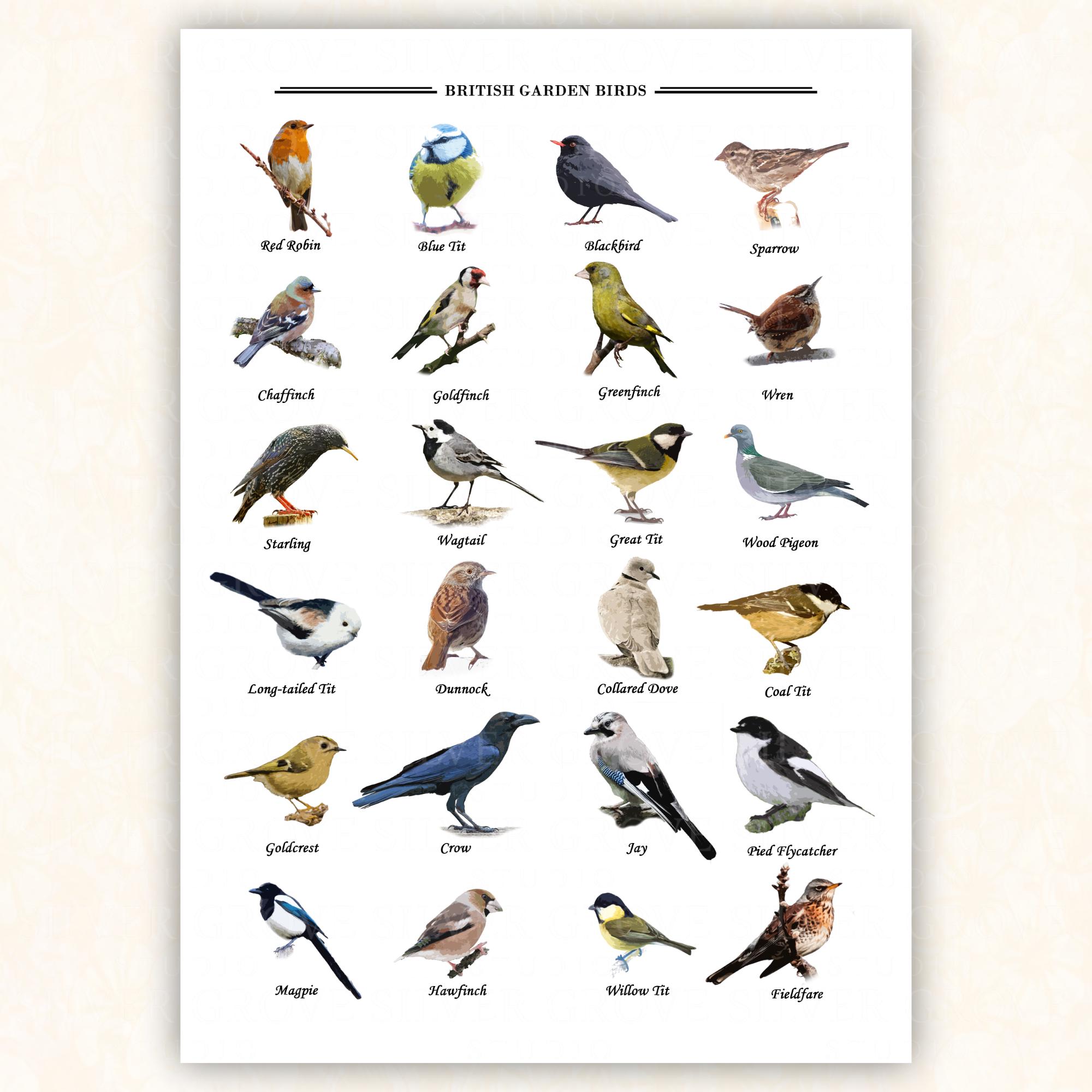 British Garden Birds Poster Set – Printable Bird Identification Chart ...