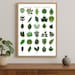 UK Tree Leaf Identification Chart: A3 Nature Poster (digital Download ...