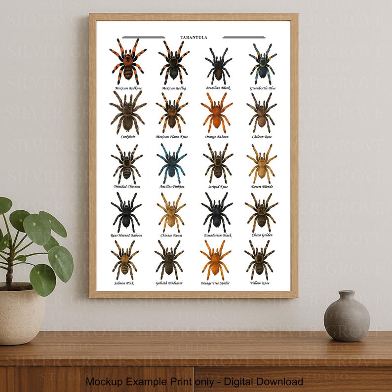 Tarantula Species A3 Poster | Illustrated Spider ID Chart | Printable ...