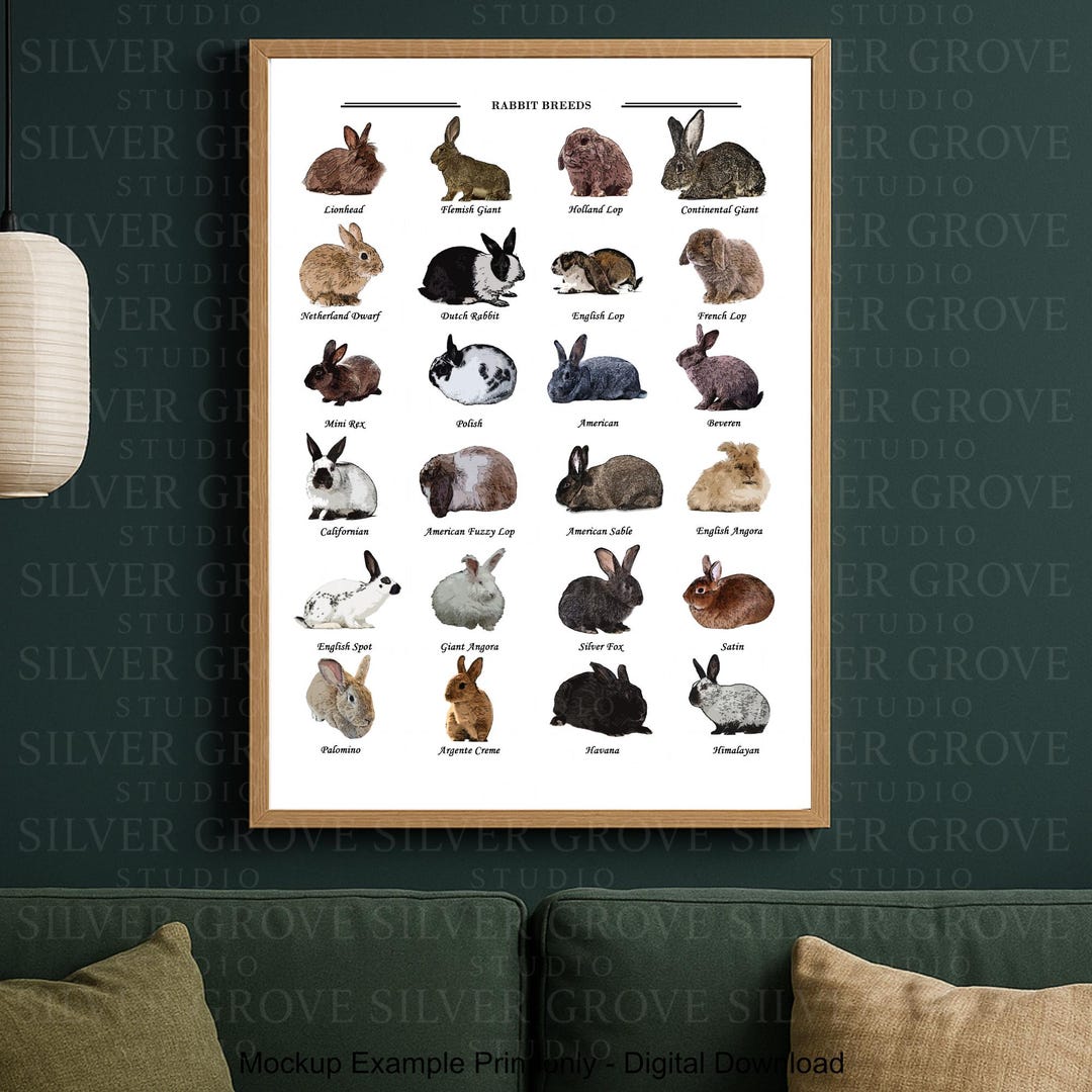 Rabbit Breeds A3 Poster | Pet Bunny Identification Chart | Printable ...