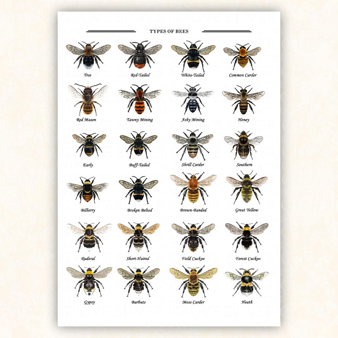 Types of Bees Identification Chart – Digital Printable Bee Guide ...