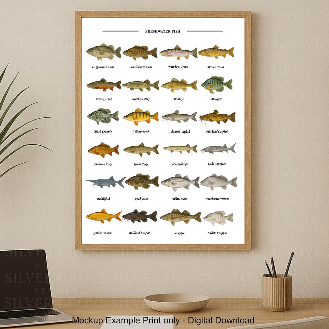 Freshwater Fish Poster: Angler Species ID Chart (digital Download A3 ...