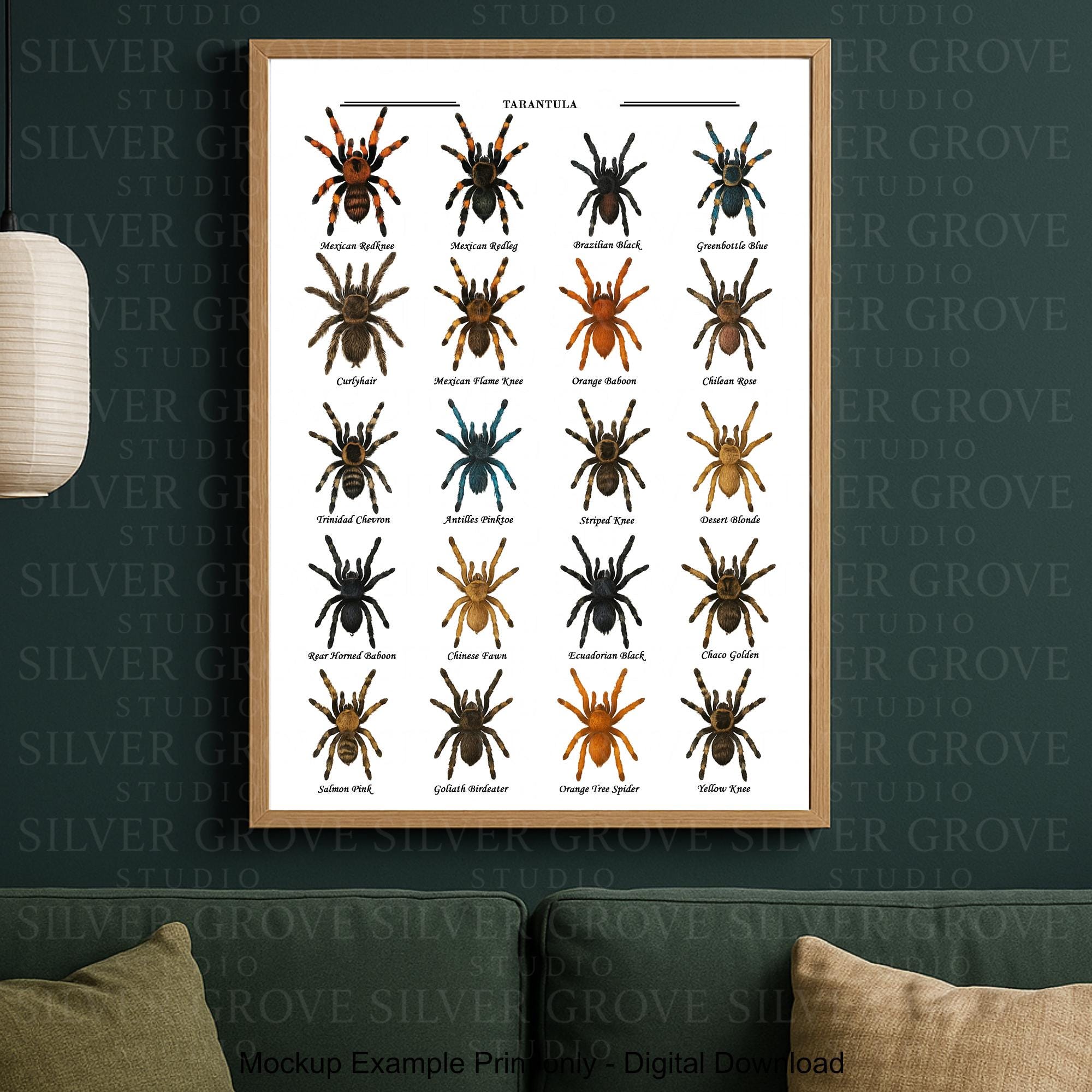 Tarantula Species A3 Poster | Illustrated Spider ID Chart | Printable ...